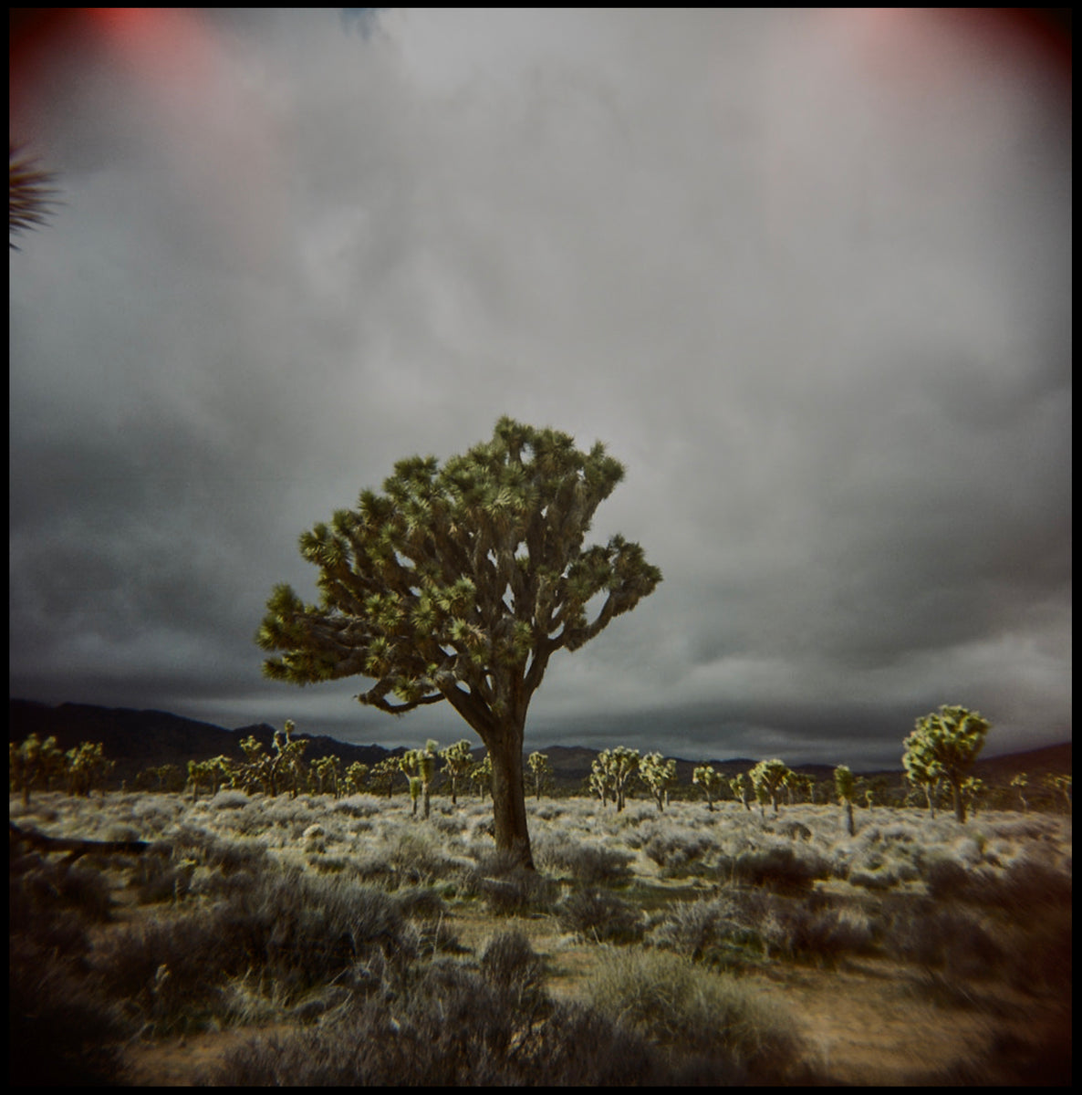 Holga (Joshua Tree, 2019) – Transparent Clinch Gallery