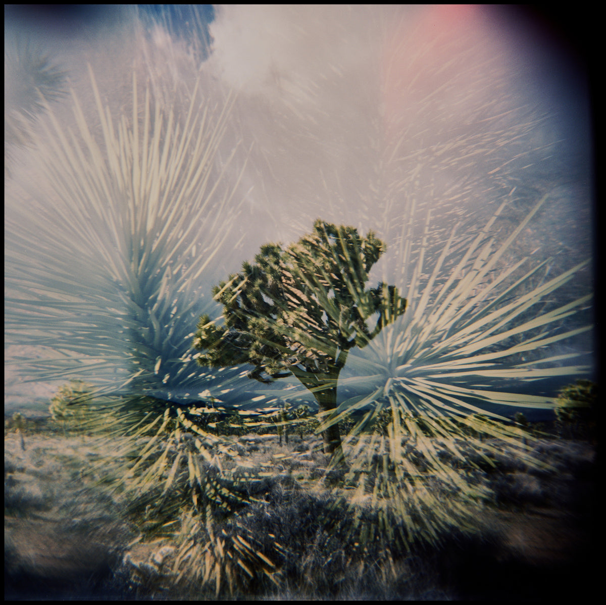Holga Double Exposure (Joshua Tree, 2019) – Transparent Clinch Gallery
