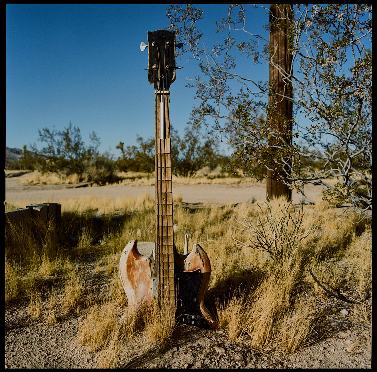 Desert Bass (Joshua Tree, 2019) – Transparent Clinch Gallery